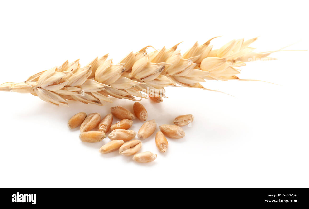 Wheat spikelet with grains on white background Stock Photo - Alamy