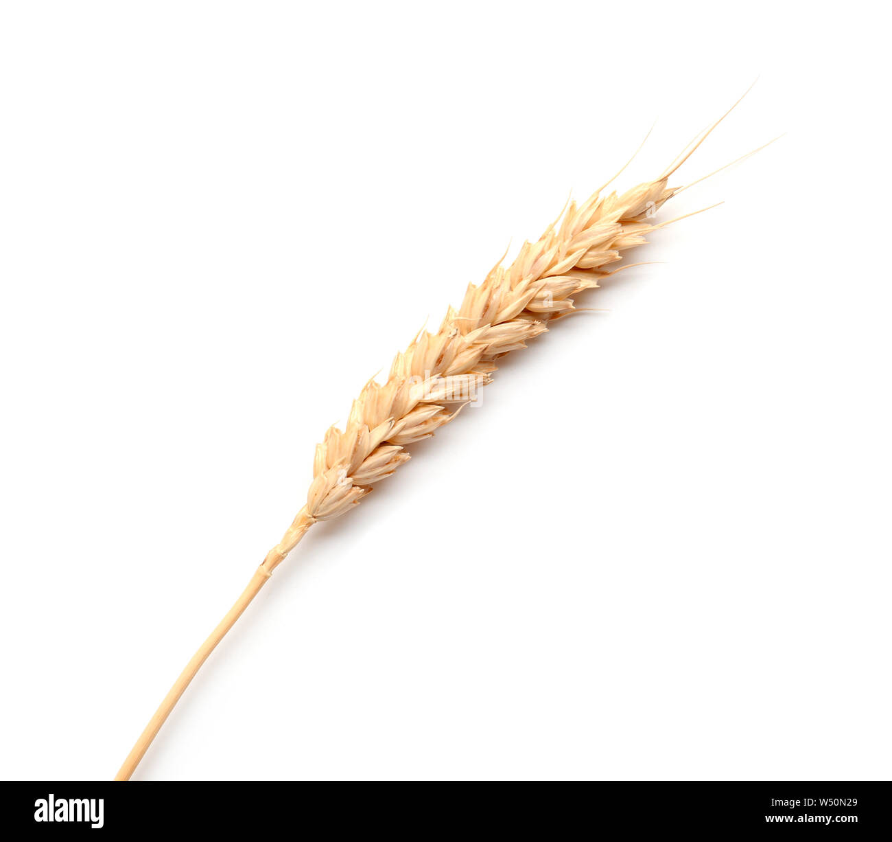Spikelet wheat grains on Cut Out Stock Images & Pictures - Alamy