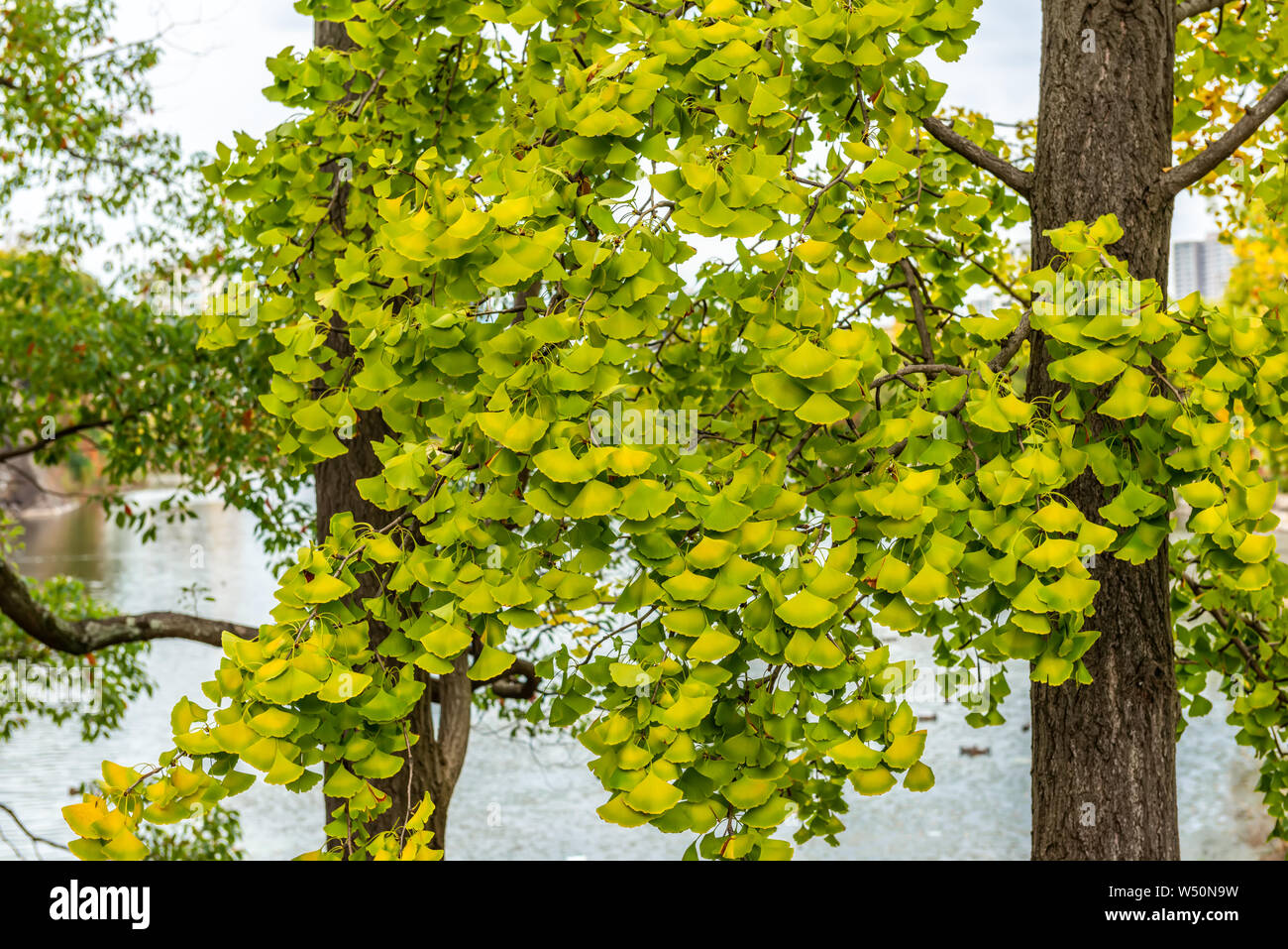 Ginkgo biloba tree leaves, yoyogi in park, Japan, autumn background ...