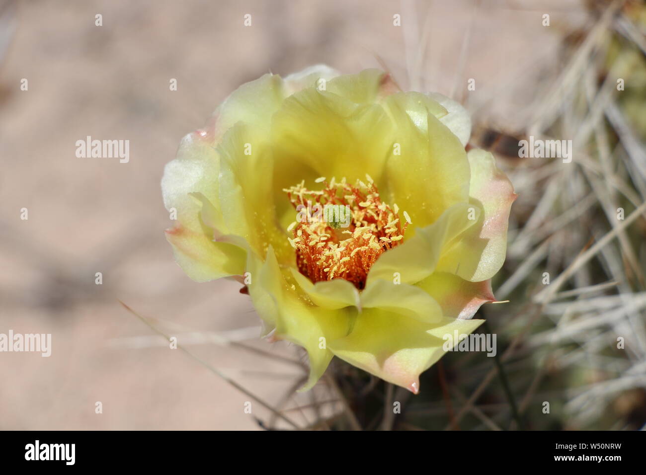 Petrified forest cactus hi-res stock photography and images - Alamy