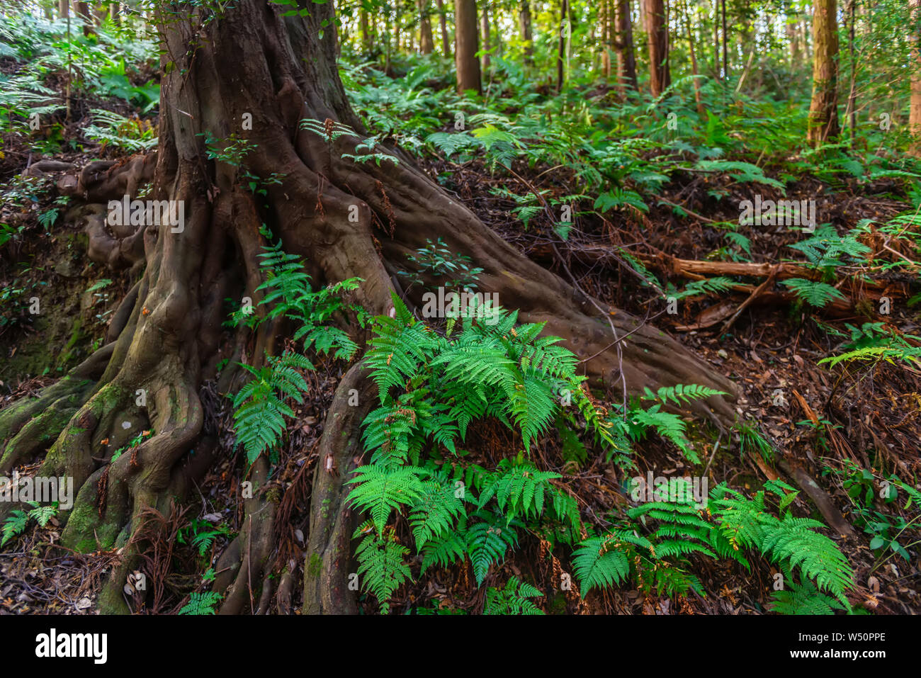 Big tree roots hi-res stock photography and images - Alamy