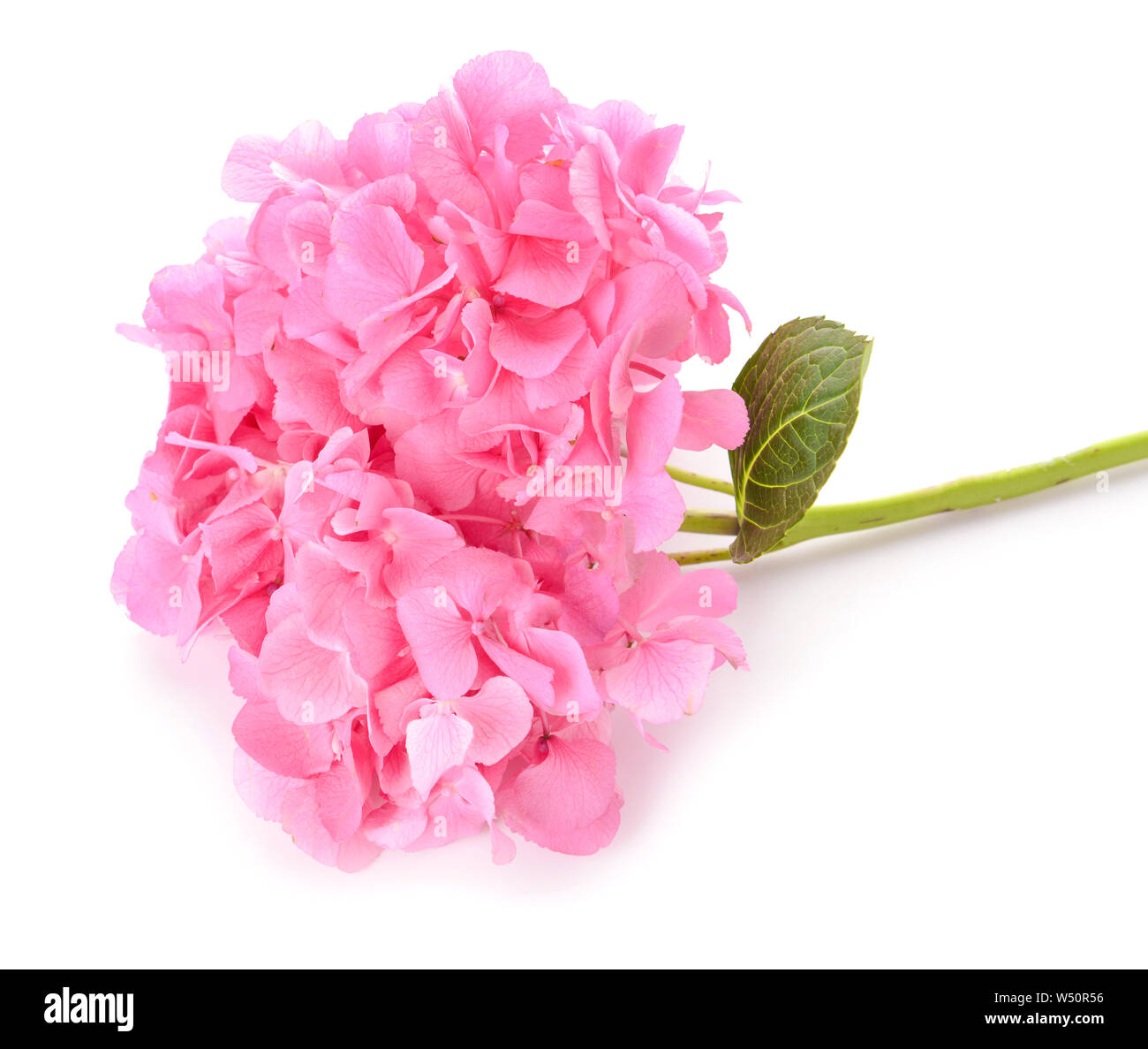 Beautiful hydrangea flowers on white background Stock Photo - Alamy