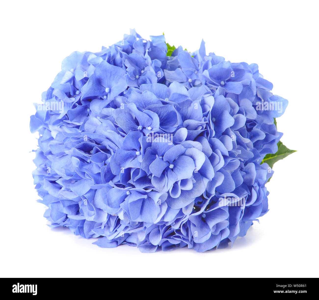 Beautiful hydrangea flowers on white background Stock Photo - Alamy