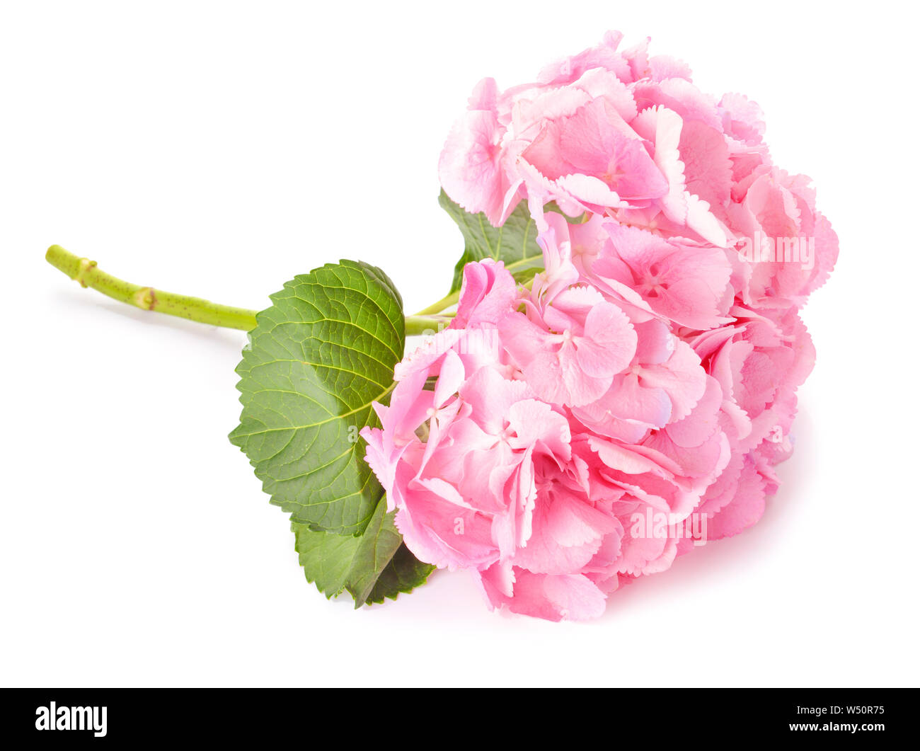 Beautiful hydrangea flowers on white background Stock Photo - Alamy