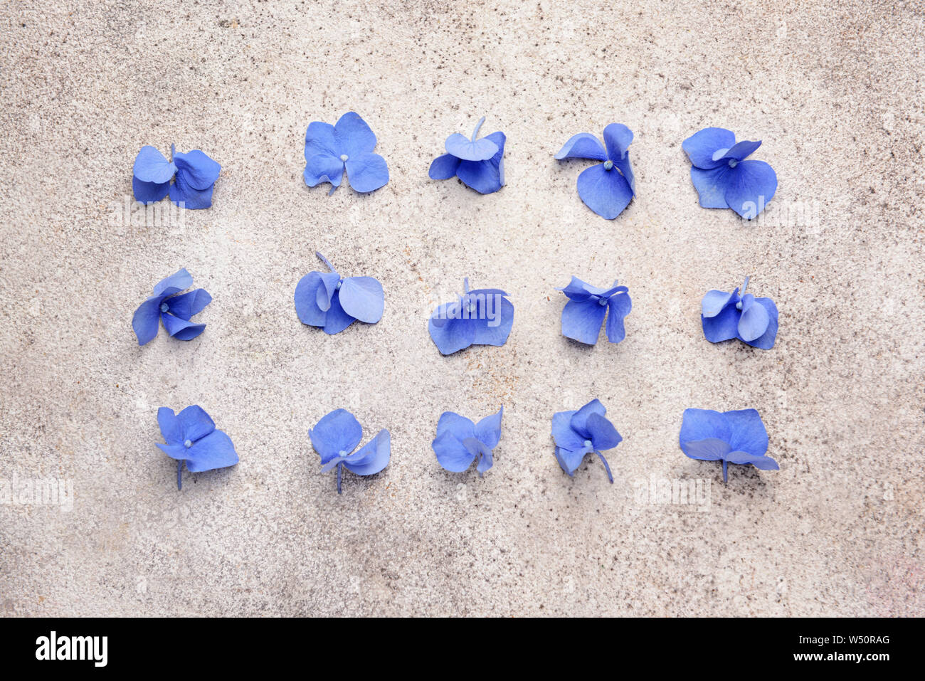 Beautiful hydrangea flowers on grey background Stock Photo - Alamy
