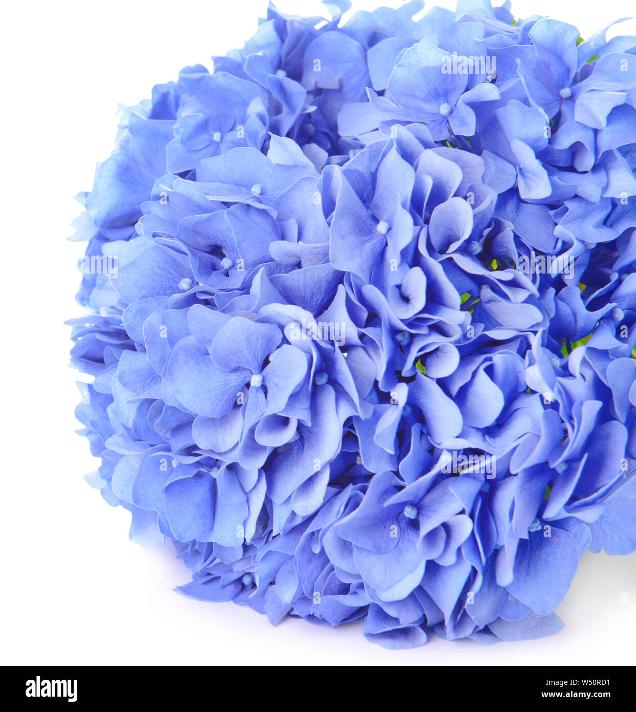 Beautiful hydrangea flowers on white background Stock Photo - Alamy