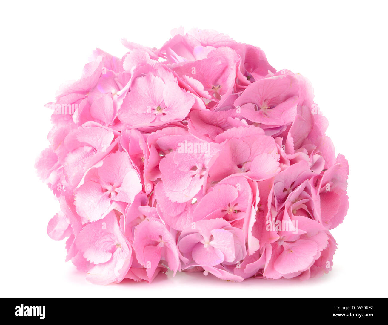 Beautiful hydrangea flowers on white background Stock Photo - Alamy