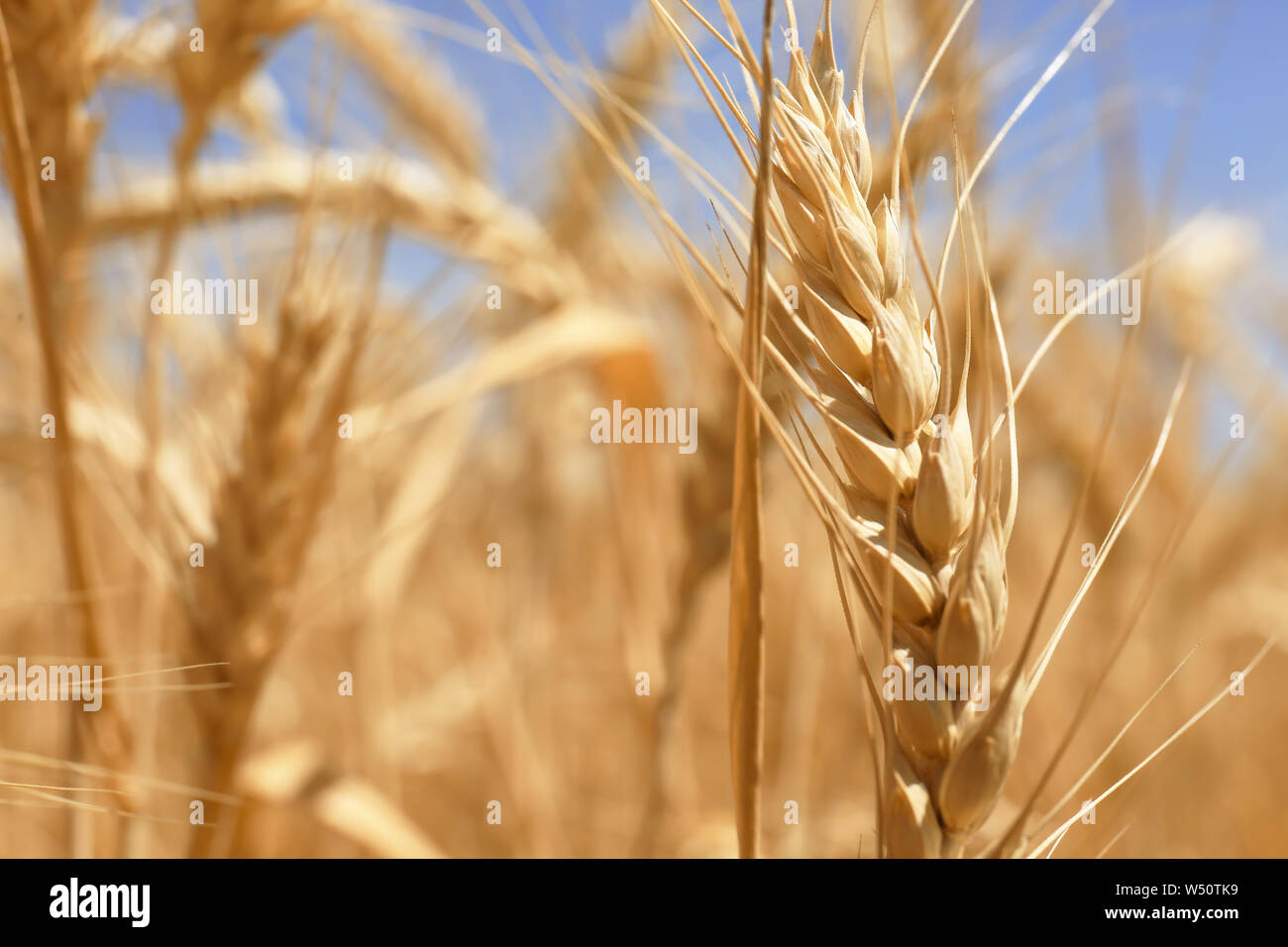 Golden wheat spikelet in field, closeup Stock Photo - Alamy