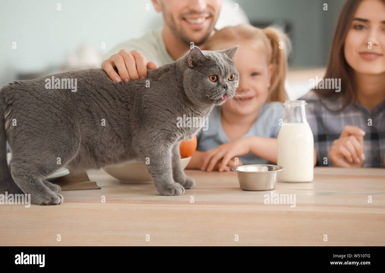 Happy family feeding cute cat in kitchen Stock Photo - Alamy