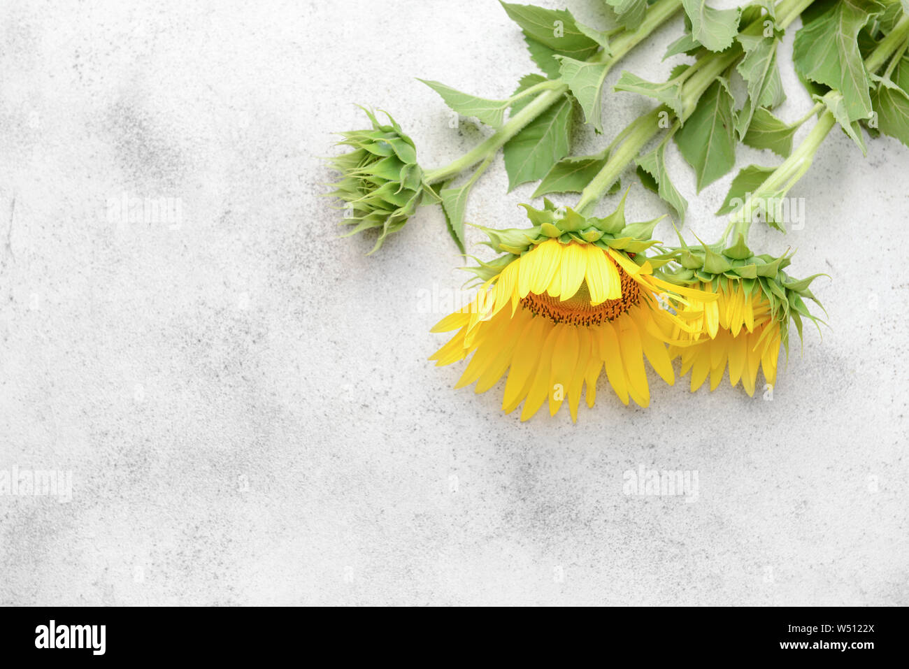 Beautiful sunflowers on light background Stock Photo - Alamy