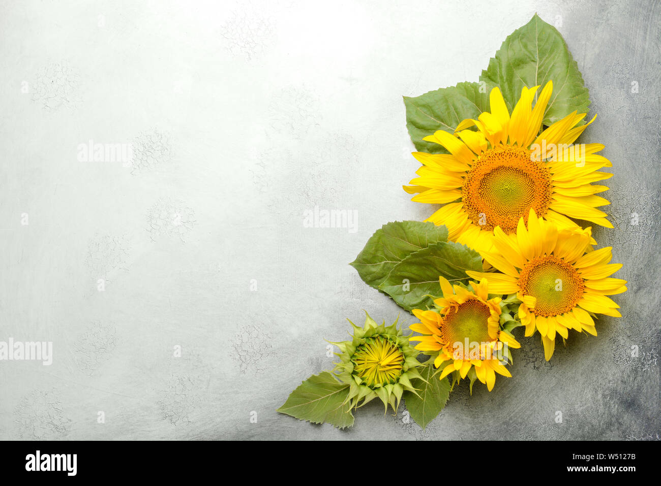 Beautiful sunflowers on light background Stock Photo - Alamy