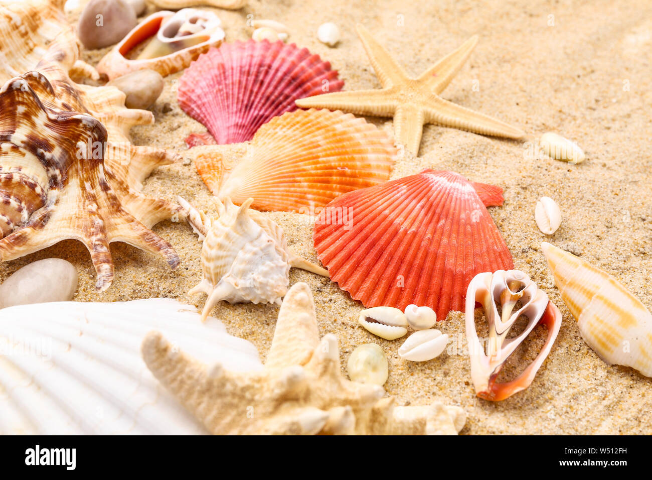 Beautiful sea shells and starfish on beach sand Stock Photo - Alamy