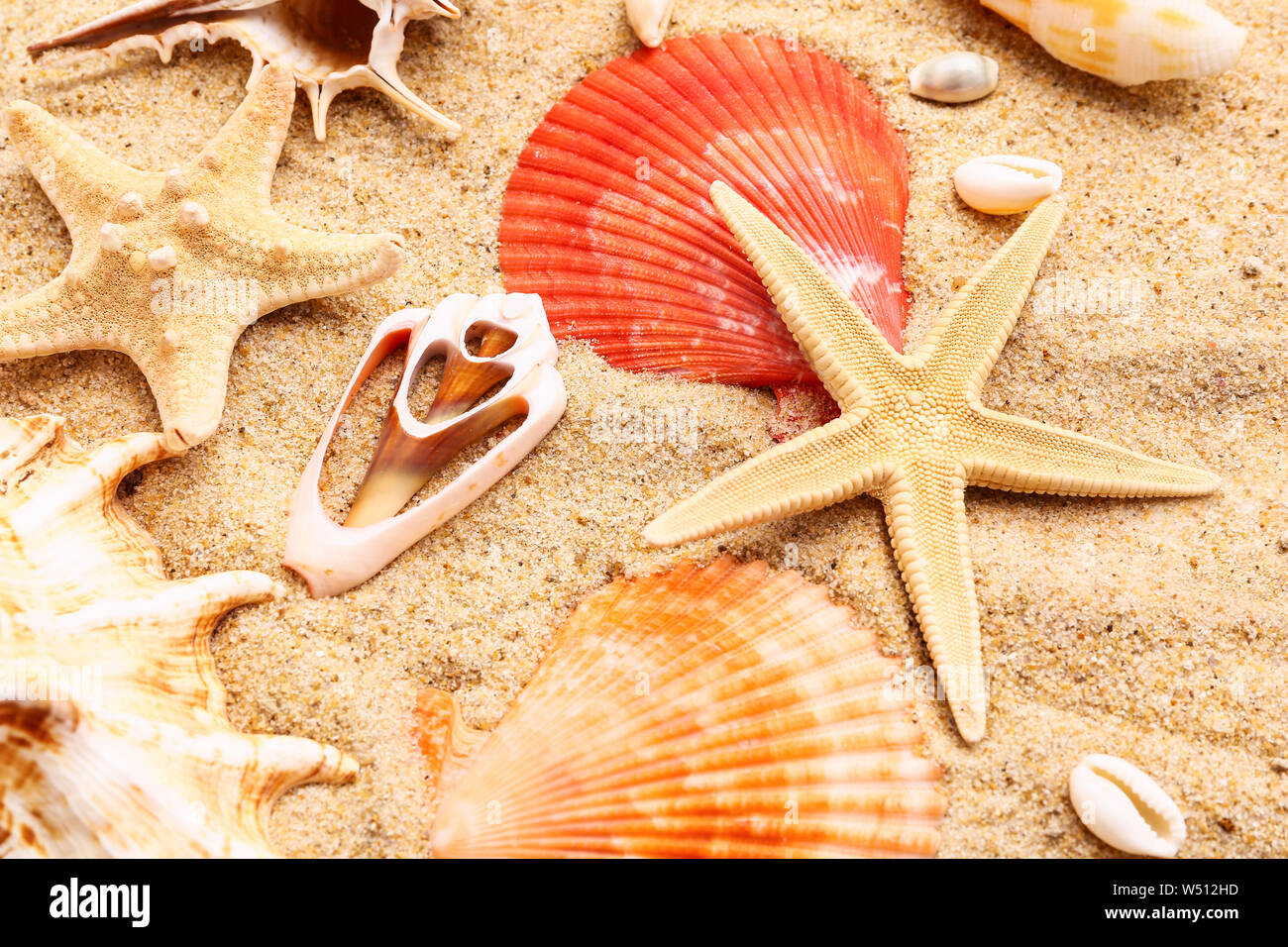 Beautiful sea shells and starfishes on beach sand Stock Photo - Alamy