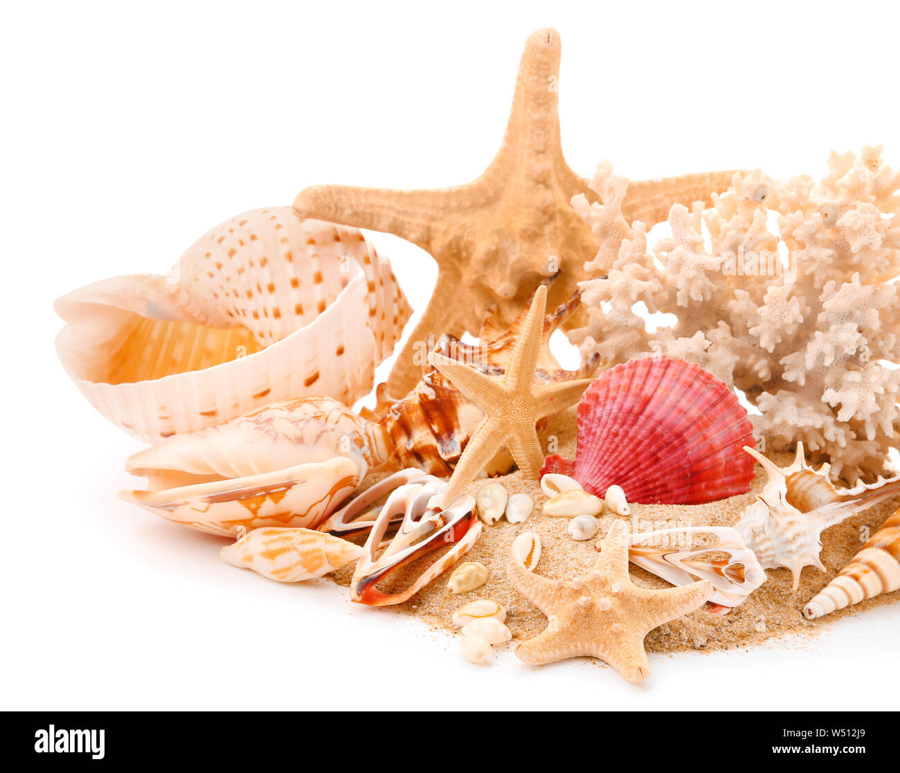 Beautiful sea shells, starfish and coral on white background Stock ...