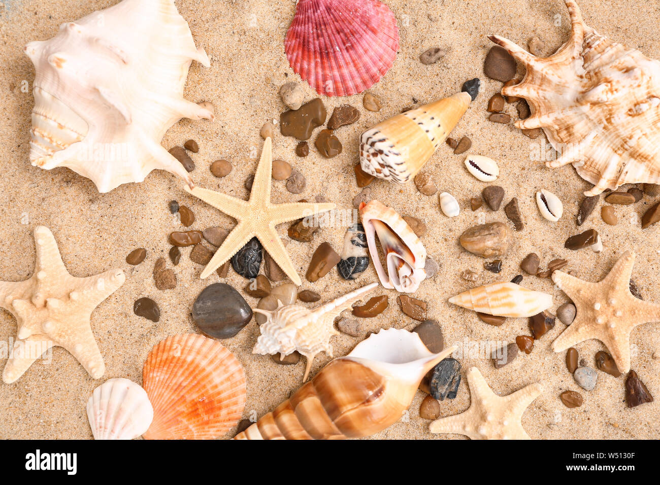 Beautiful sea shells and starfishes on beach sand Stock Photo - Alamy