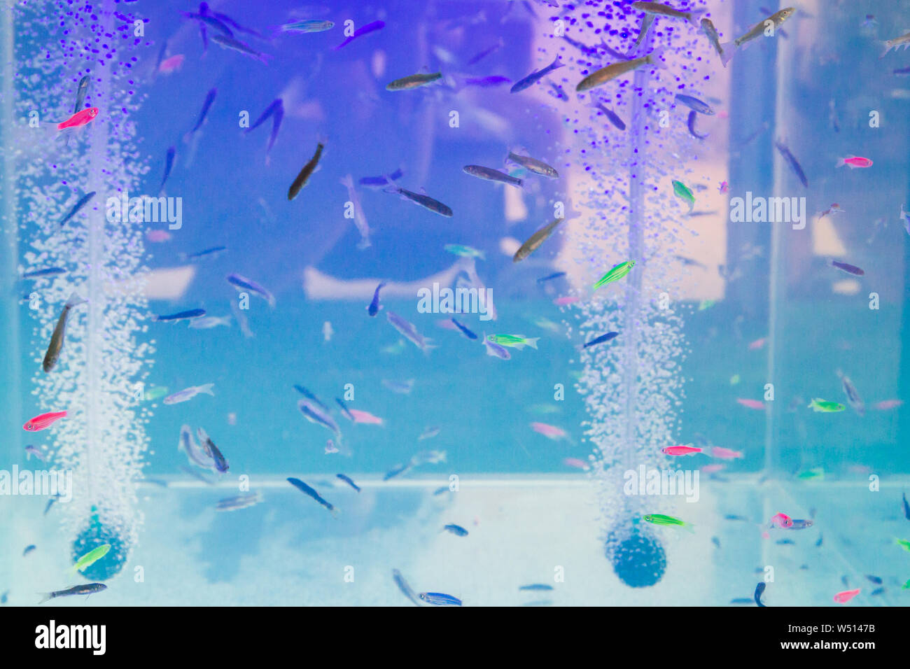 Fish Garra rufa swim in the aquarium in the summer Stock Photo - Alamy