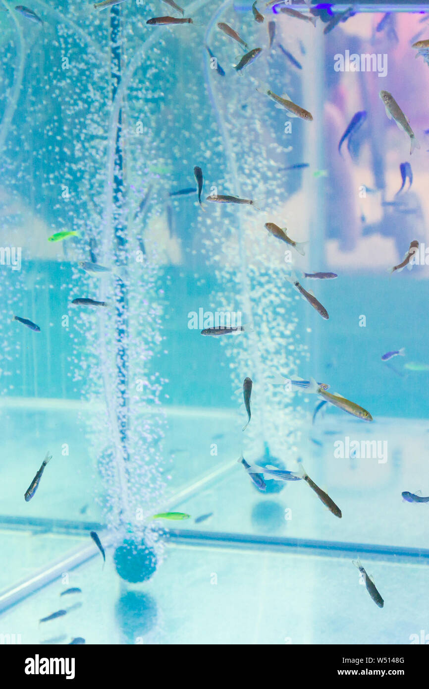 Fish Garra rufa swim in the aquarium in the summer Stock Photo - Alamy