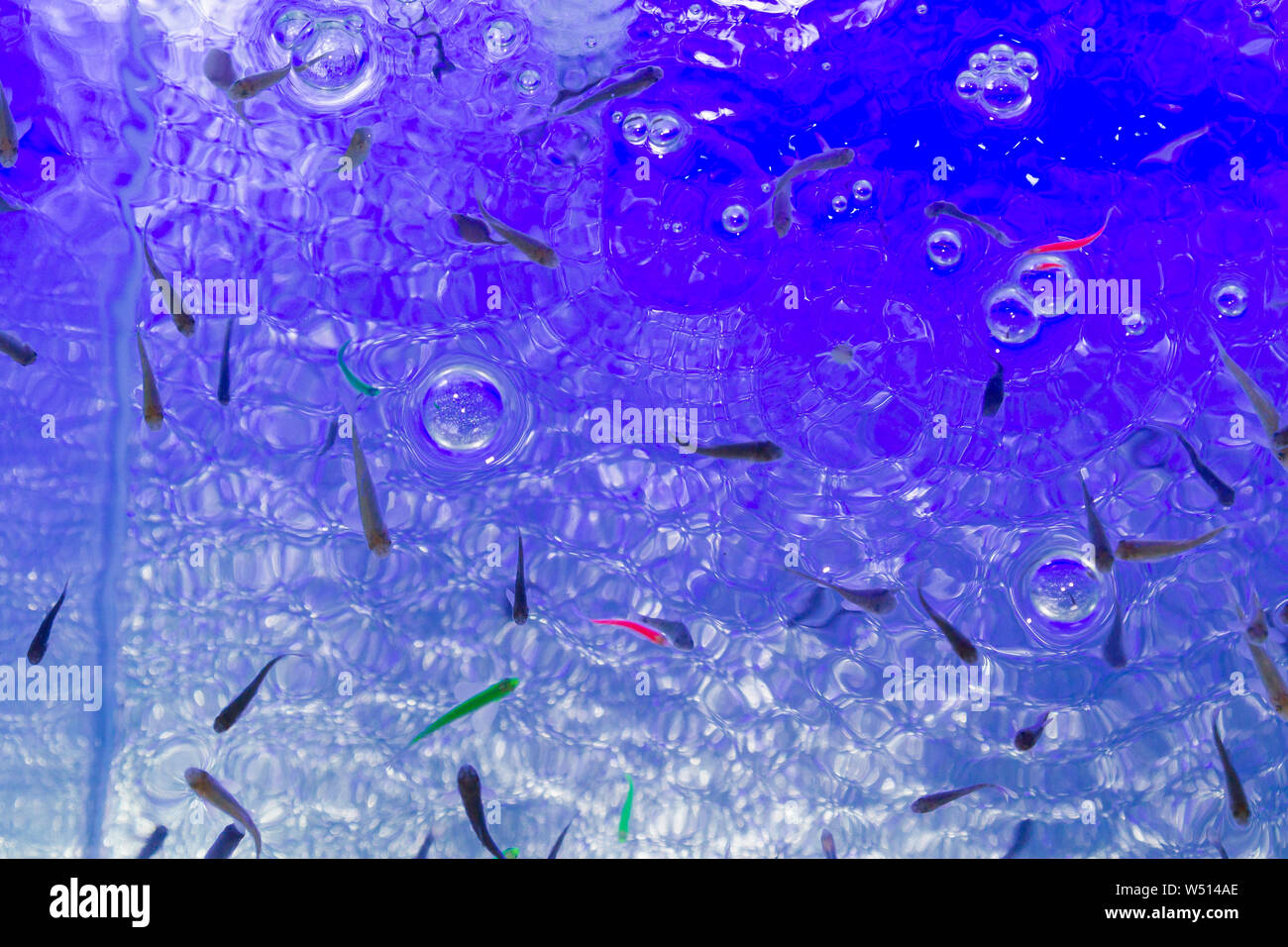 Fish Garra rufa swim in the aquarium in the summer Stock Photo - Alamy