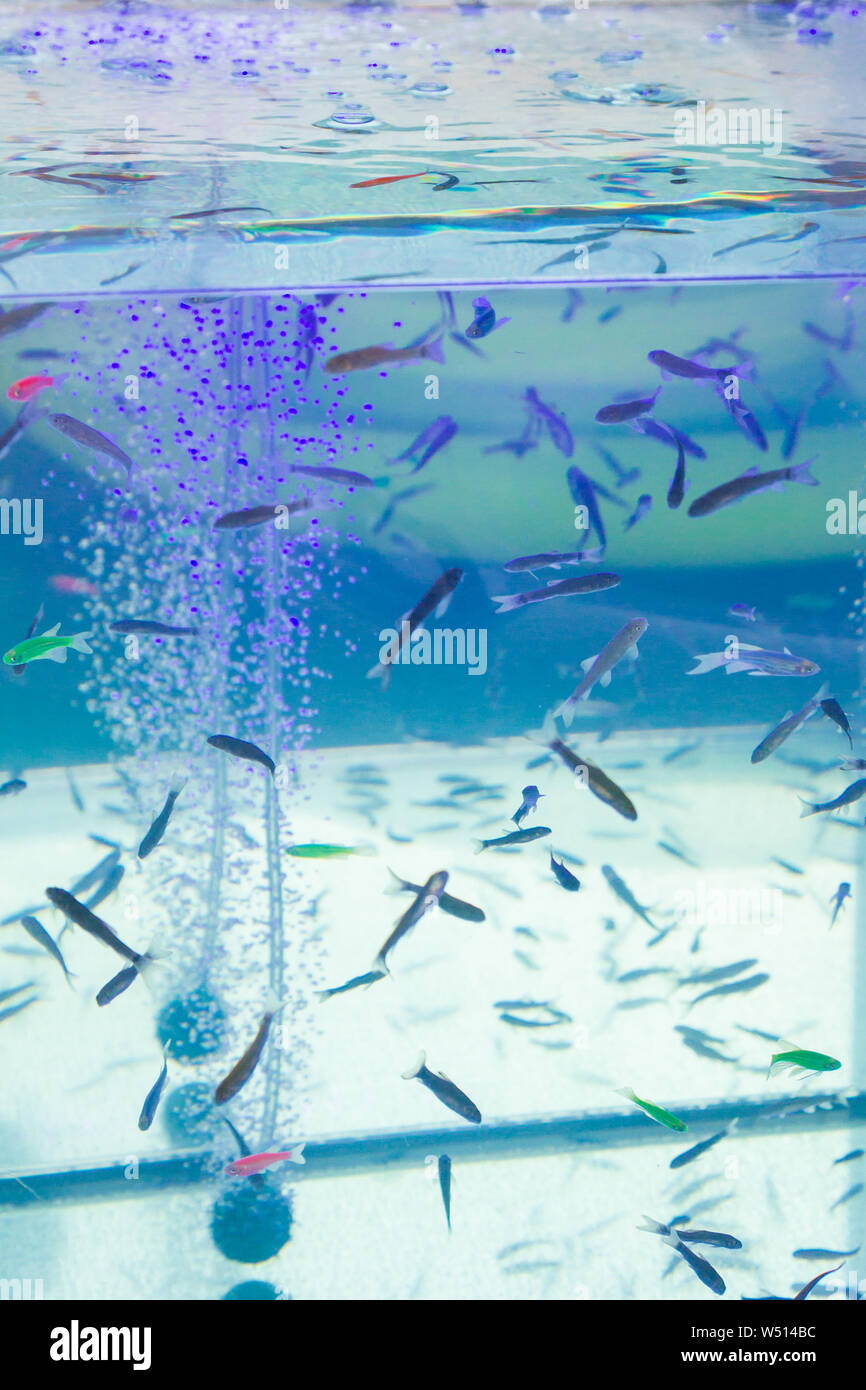 Fish Garra rufa swim in the aquarium in the summer Stock Photo - Alamy