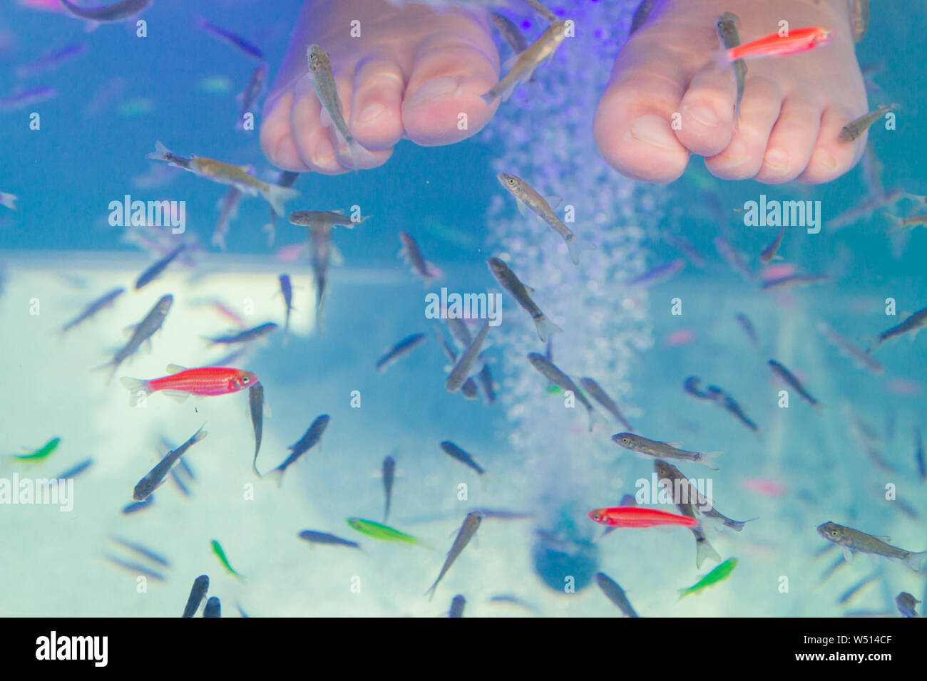 Fish Garra rufa in the aquarium treated feet Stock Photo - Alamy