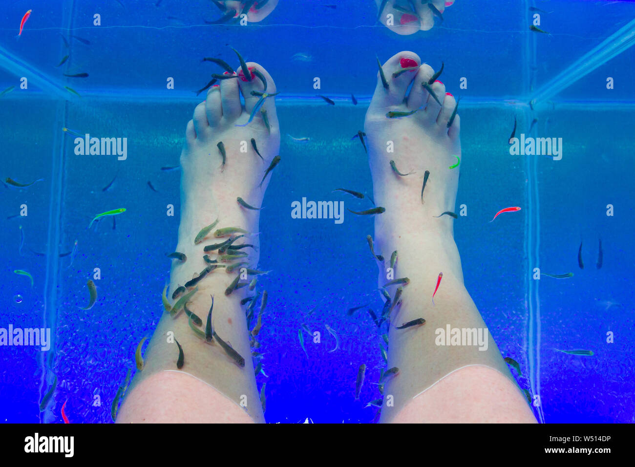 Fish Garra rufa in the aquarium treated feet Stock Photo - Alamy