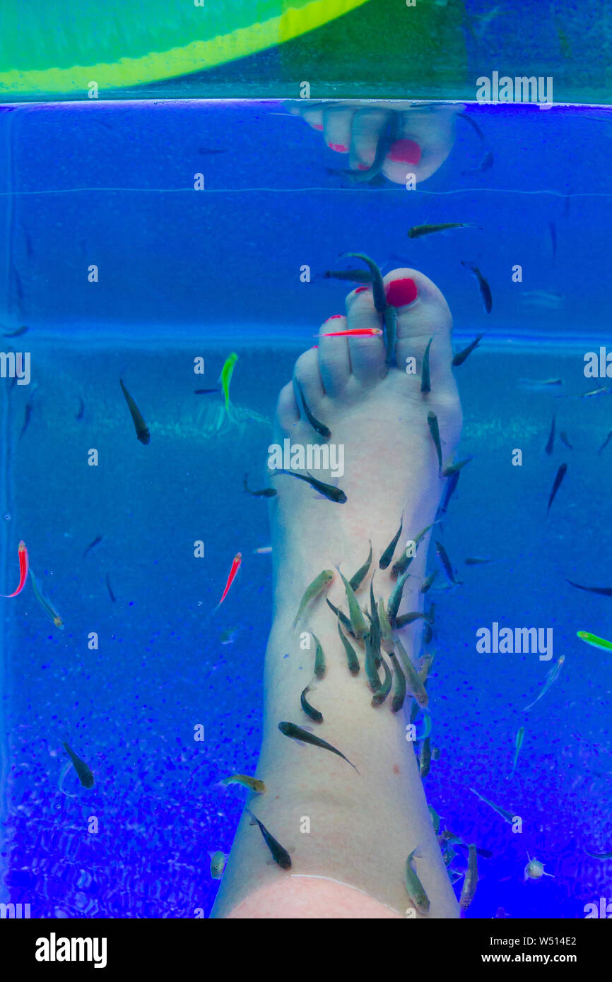 Fish Garra rufa in the aquarium treated feet Stock Photo - Alamy