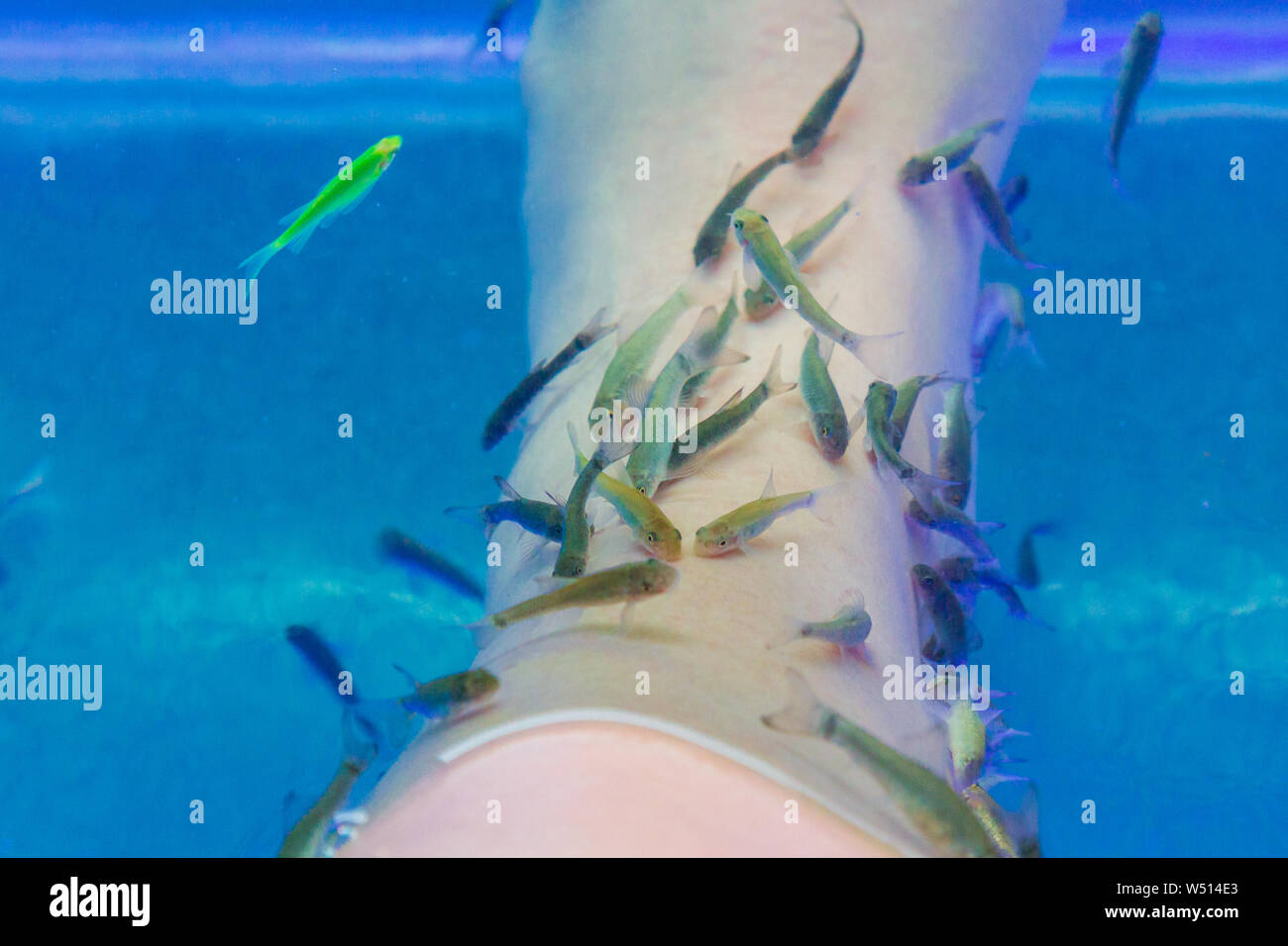 Fish Garra rufa in the aquarium treated feet Stock Photo - Alamy