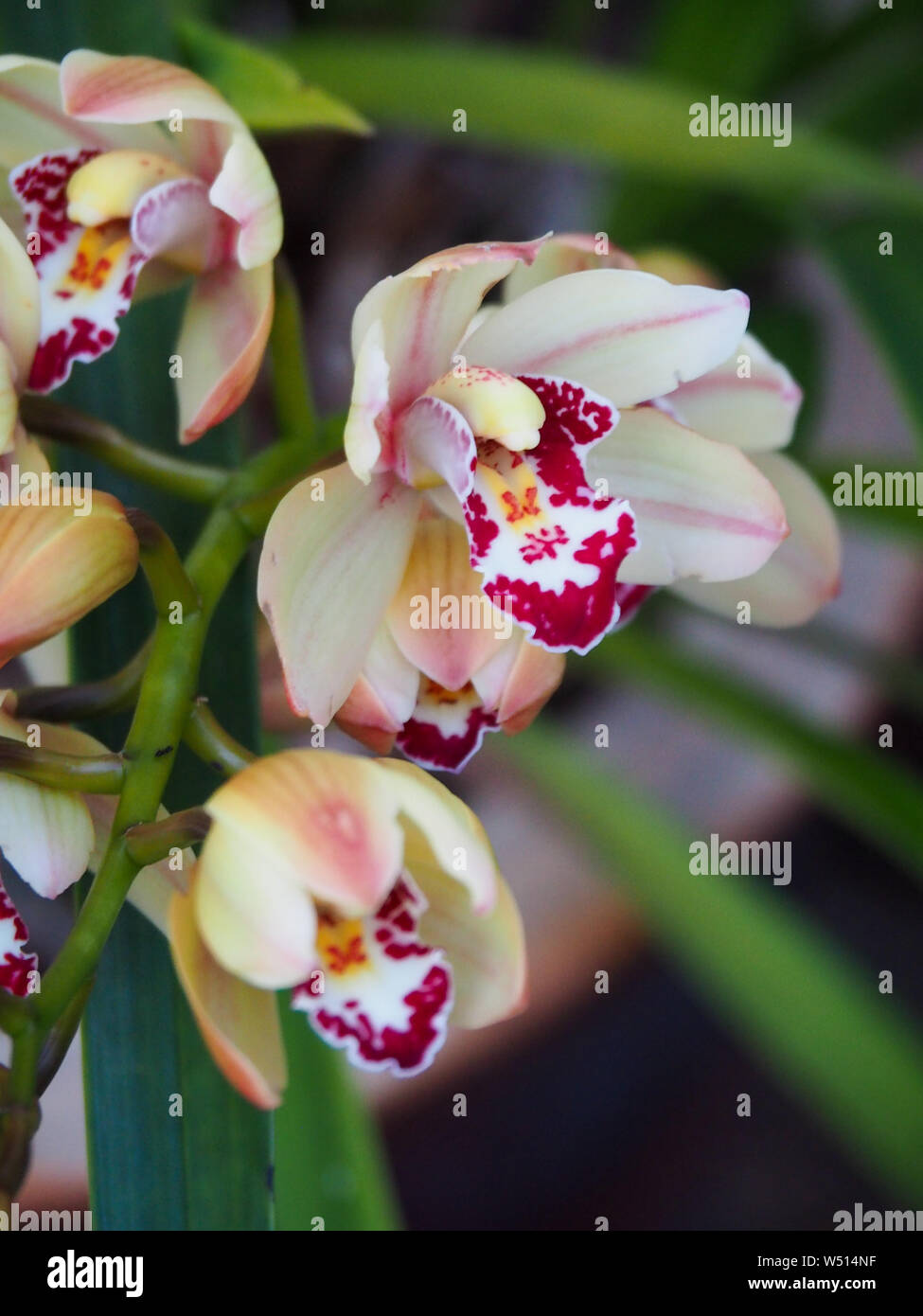 Cream flower patterns hi-res stock photography and images - Alamy