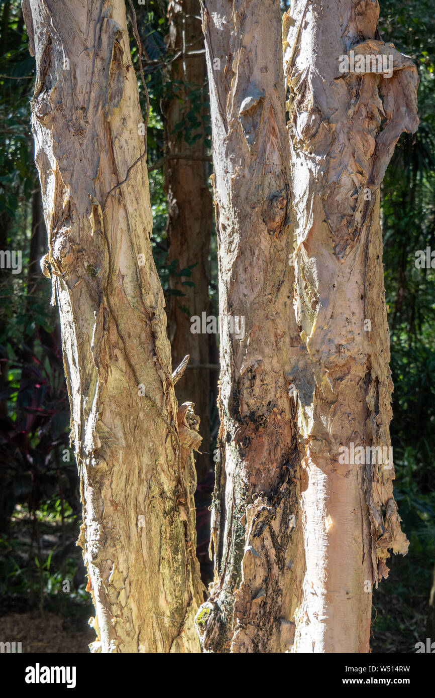 Paperbark tree trunks, Australia Stock Photo - Alamy