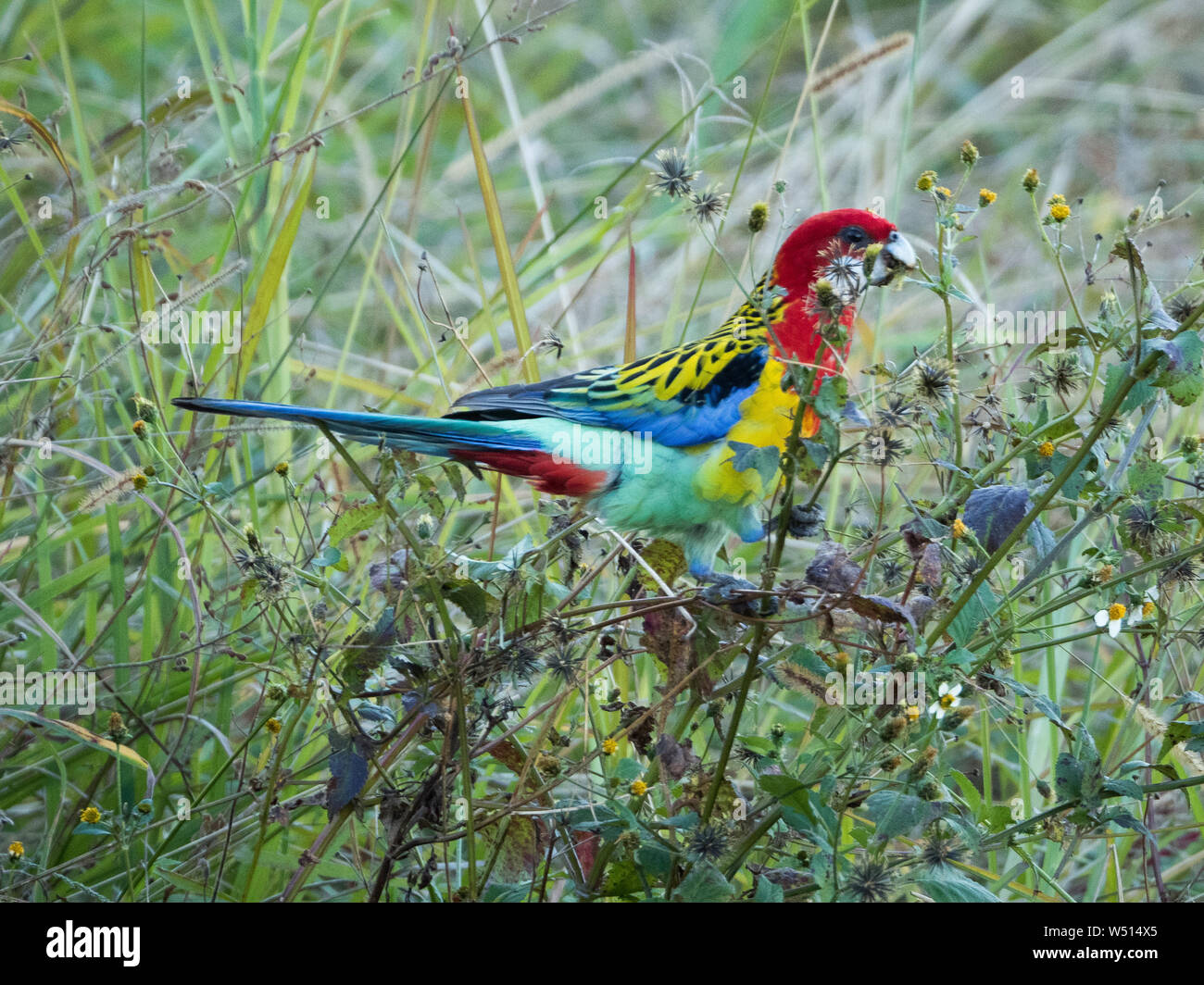 Yellow Rosella High Resolution Stock Photography and Images - Alamy
