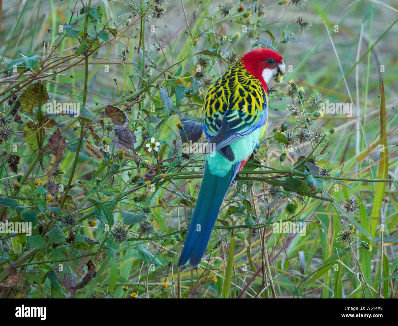Eastern Rosella, Beautiful Australian Bird, eating some seeds from ...