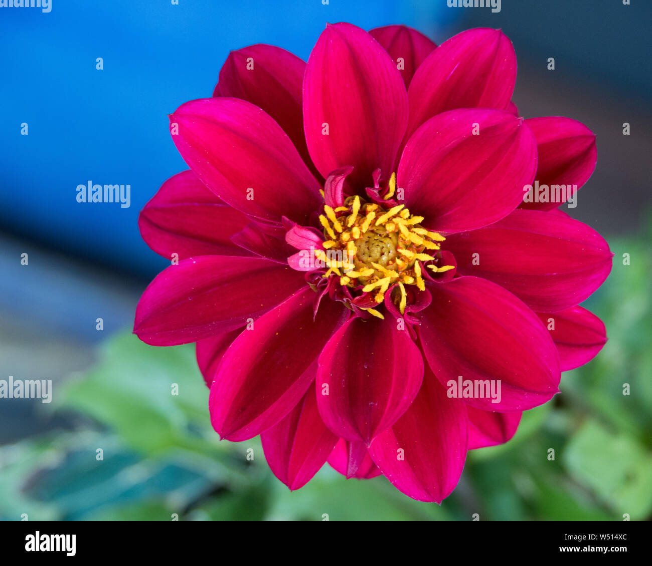 Garden Red High Resolution Stock Photography and Images - Alamy