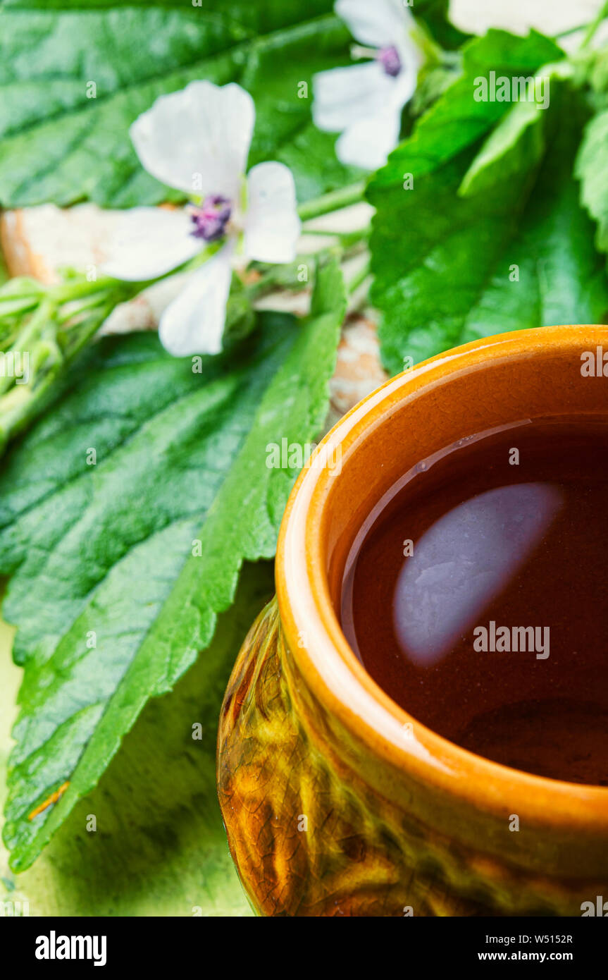 Althaea officinalis leaves hi-res stock photography and images - Alamy
