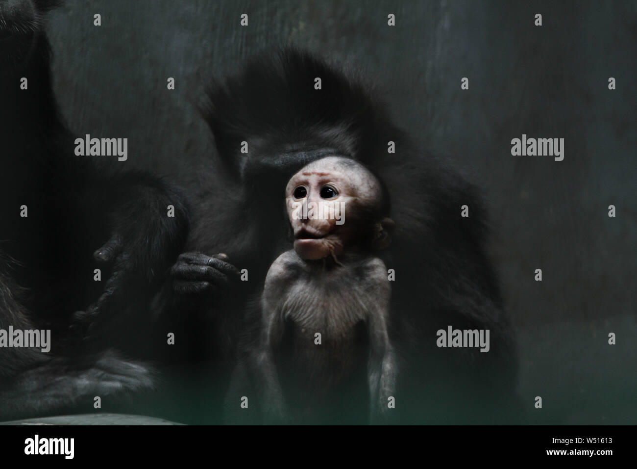 Cutest primate hi-res stock photography and images - Alamy