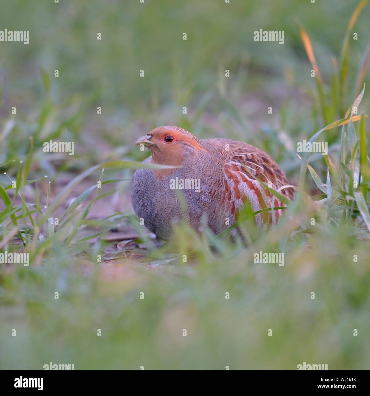 Grey Partridge / Rebhuhn ( Perdix perdix ) sitting, hiding in a field ...