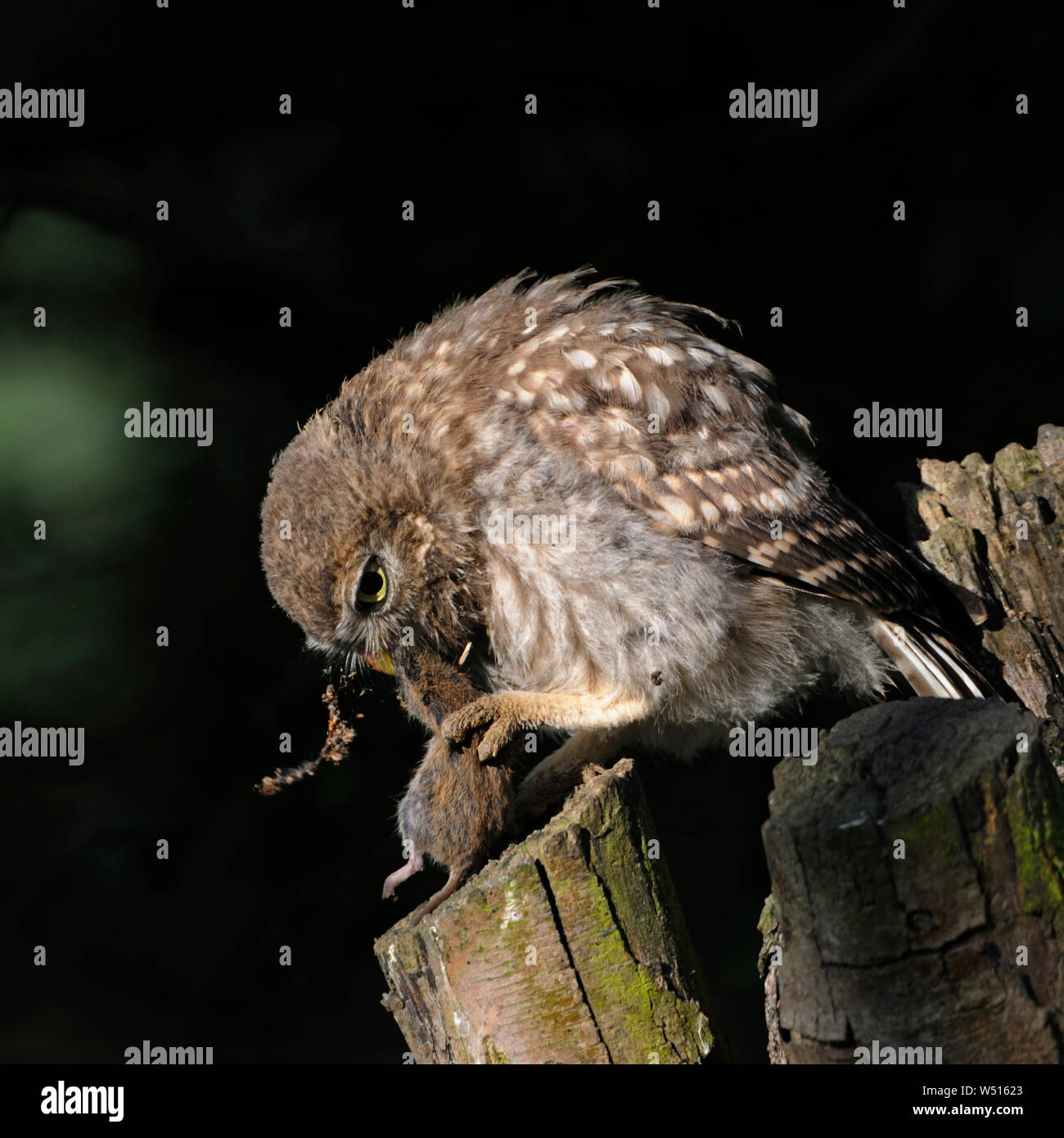 Little Owl / Steinkauz ( Athene noctua ), perched on a pollard tree ...