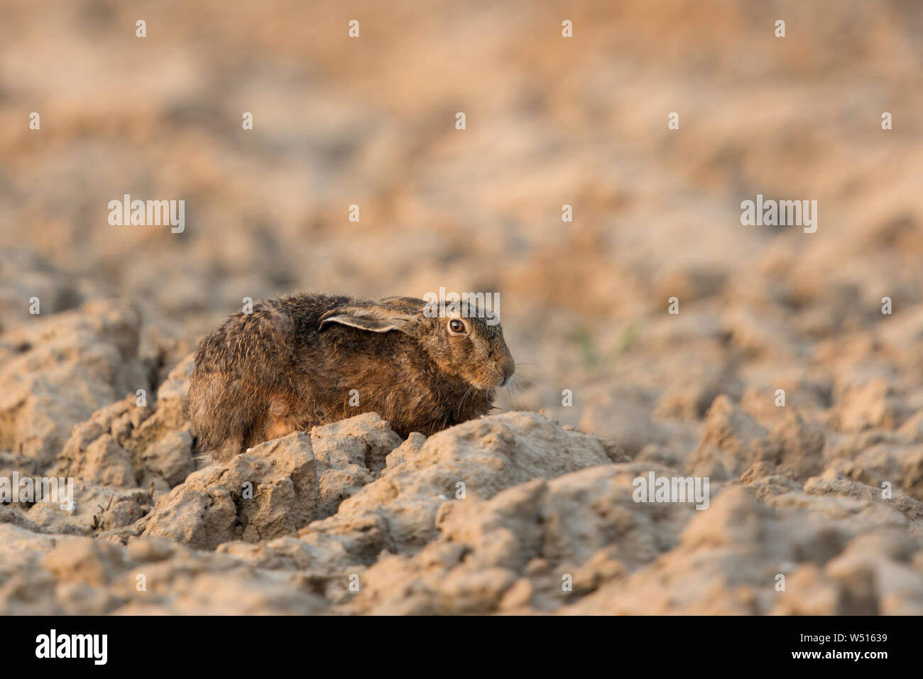 Hares form hi-res stock photography and images - Alamy