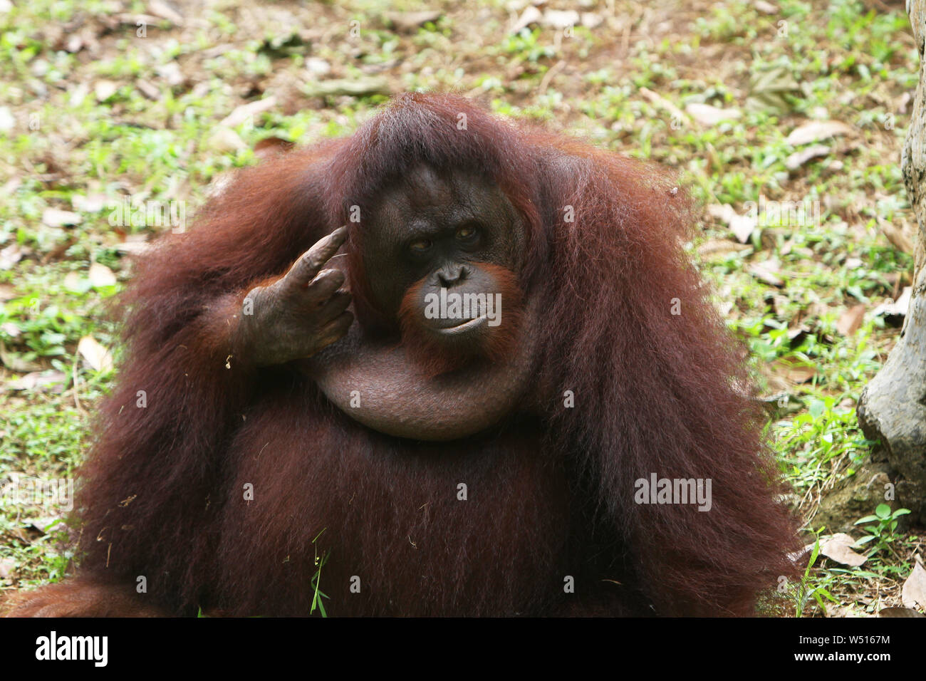 Cutest primate hi-res stock photography and images - Alamy