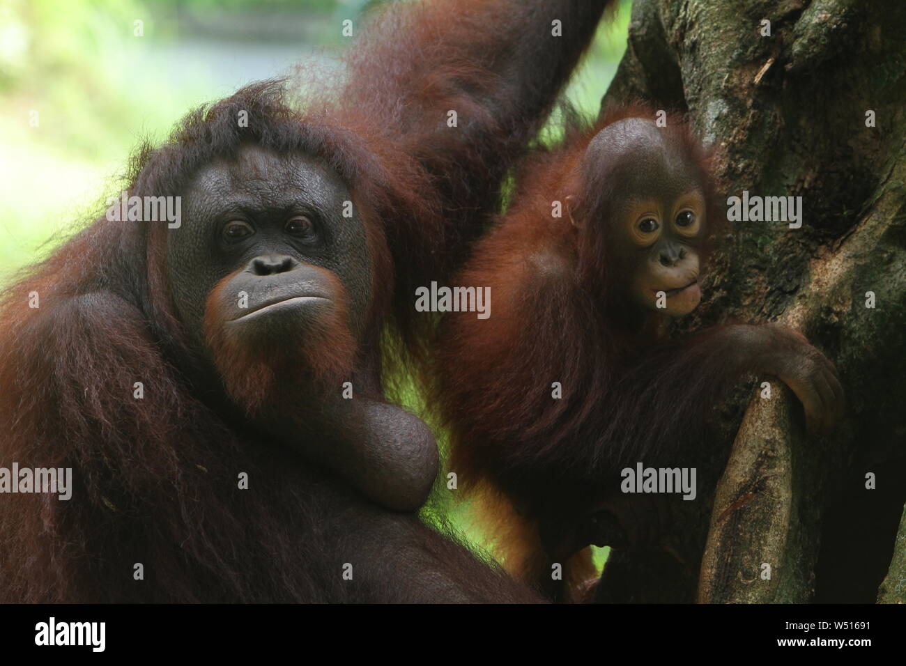 Cutest primate hi-res stock photography and images - Alamy