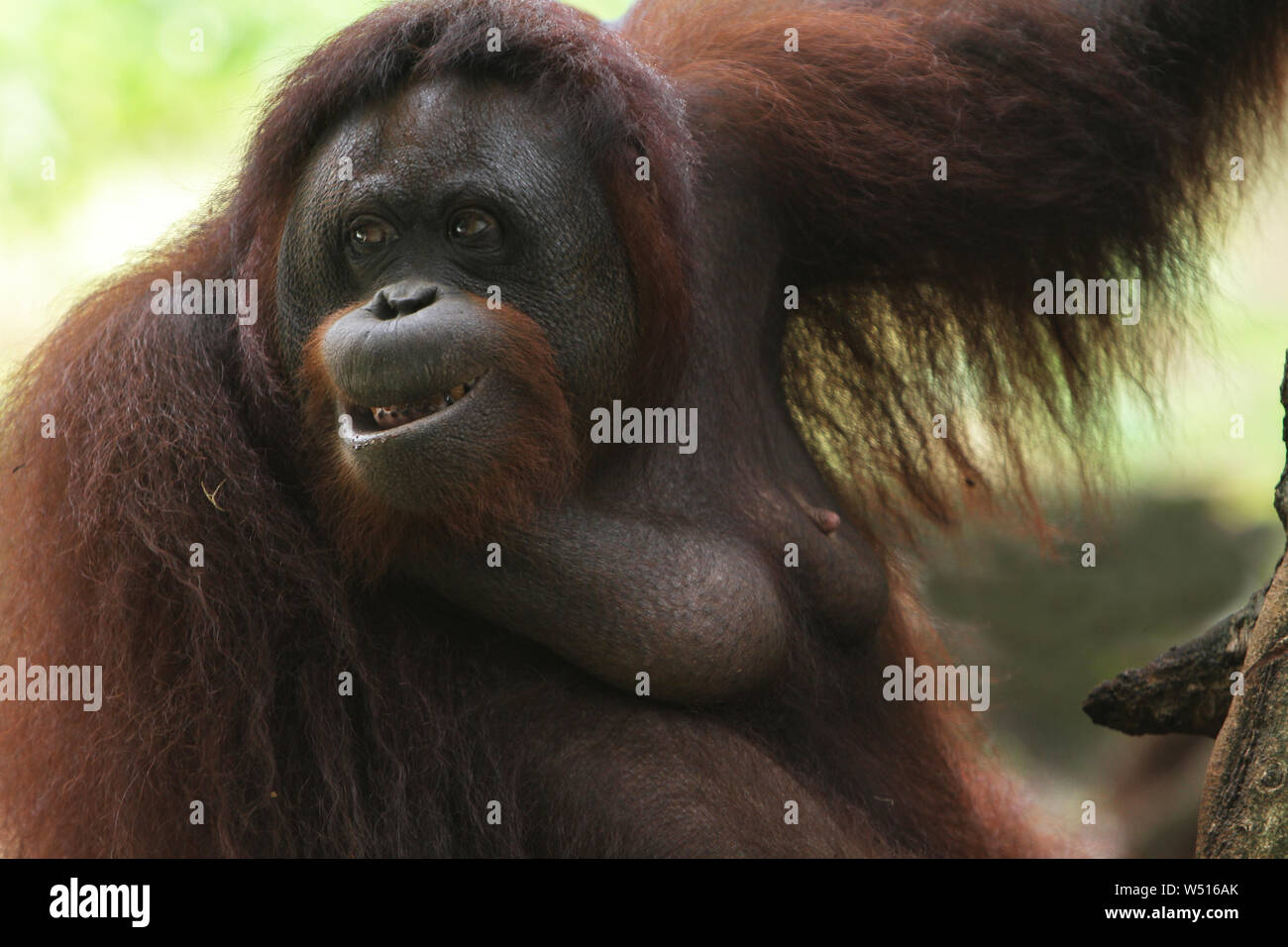 Cutest primate hi-res stock photography and images - Alamy