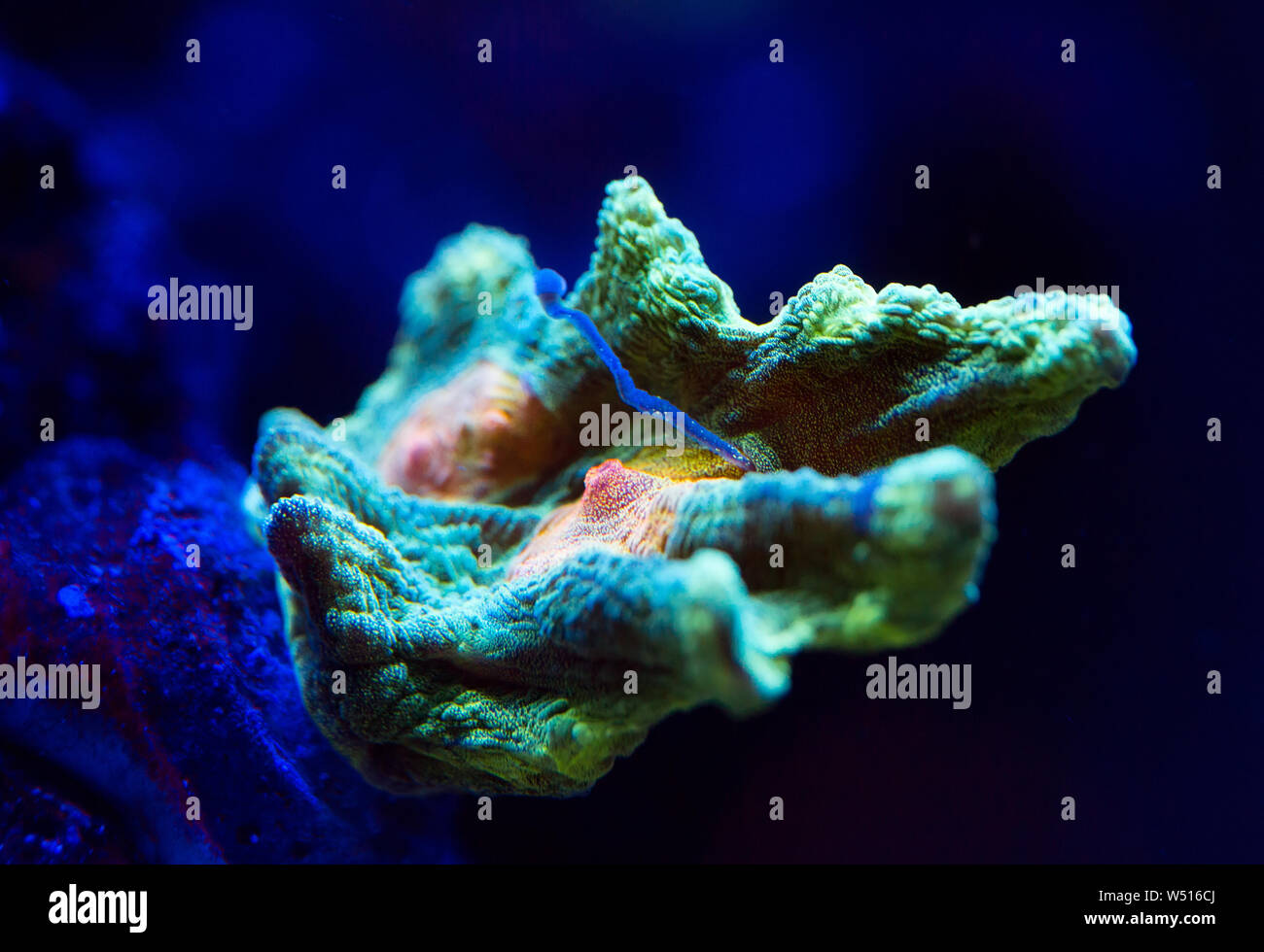 Beautiful and colorful corals in a marine aquarium Stock Photo - Alamy