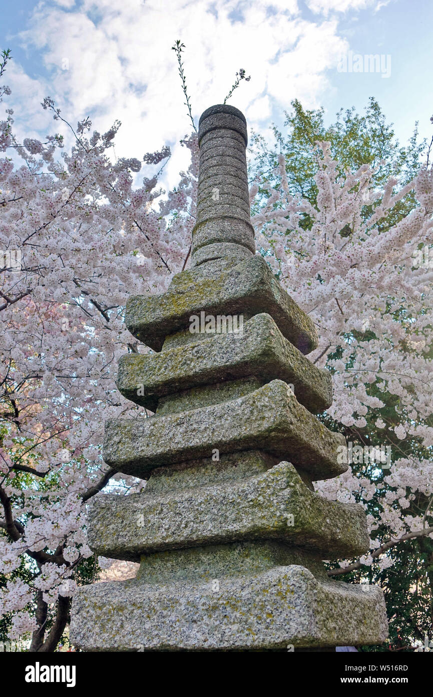 Sakura cherry blossoms over a small Japanese stone pagoda by the Tidal ...