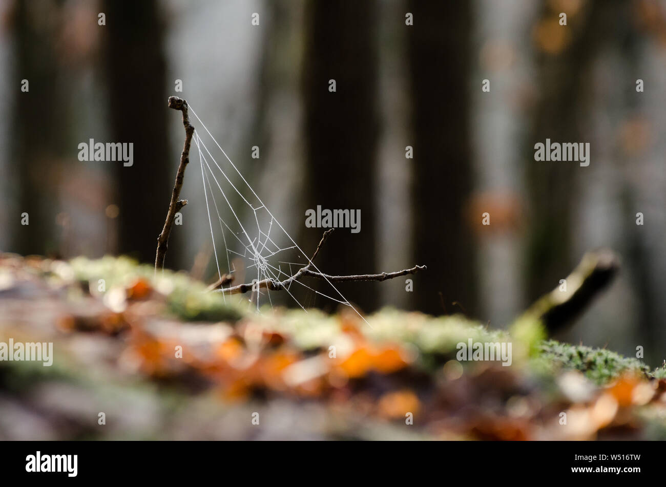 Spiders in the forest hi-res stock photography and images - Alamy