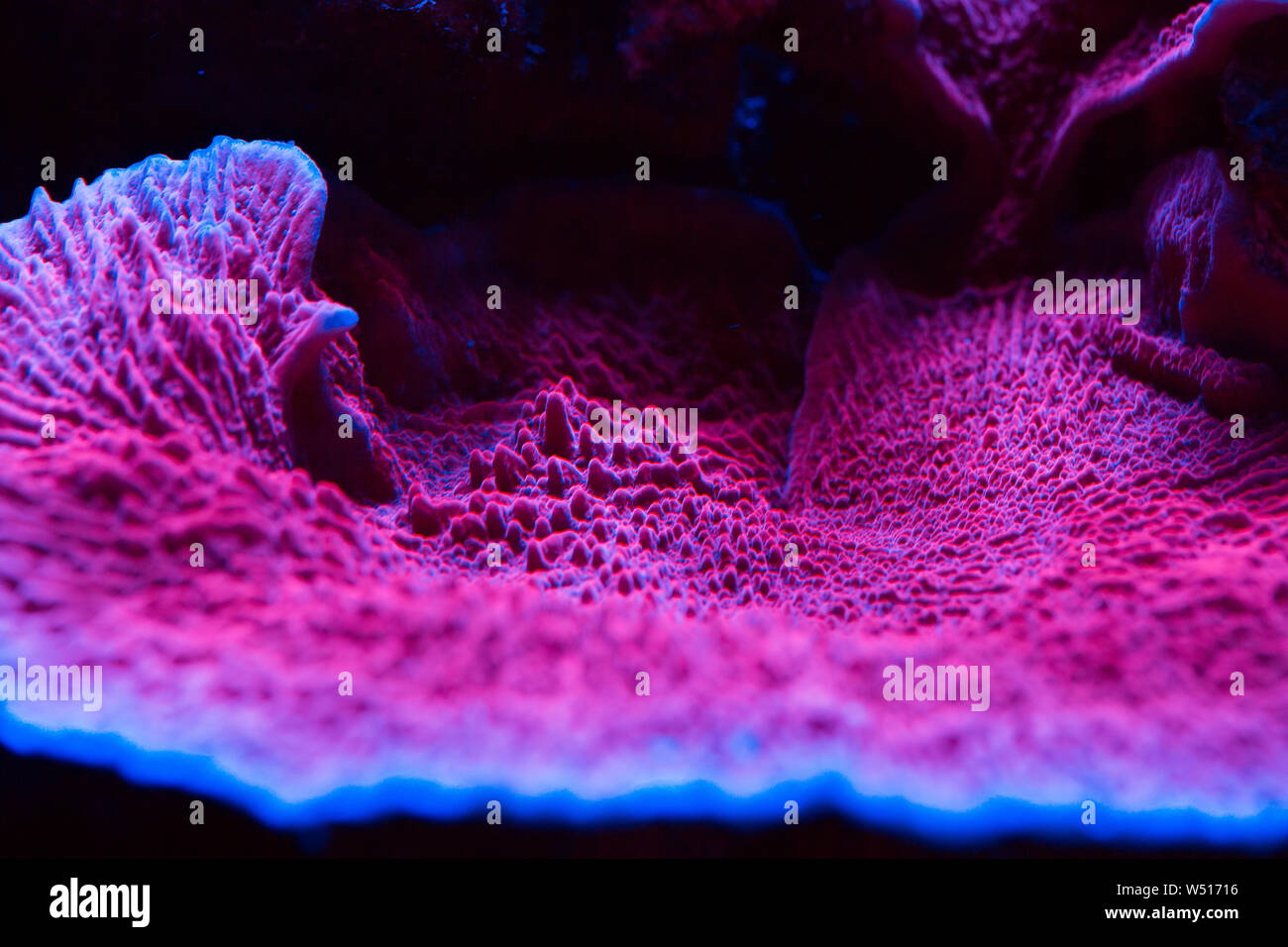 Beautiful and colorful corals in a marine aquarium Stock Photo - Alamy