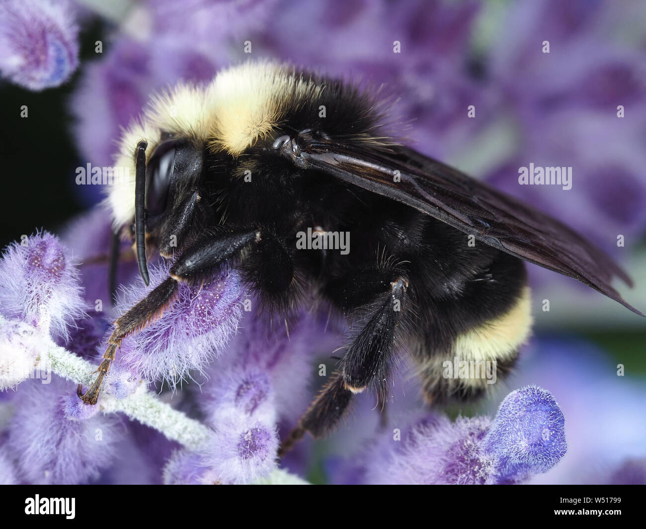 Bumblebee on a violet flower Stock Photo - Alamy