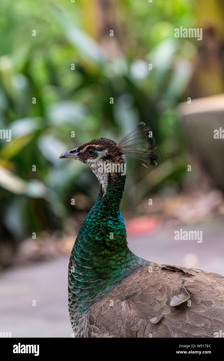 Day peacock hi-res stock photography and images - Alamy