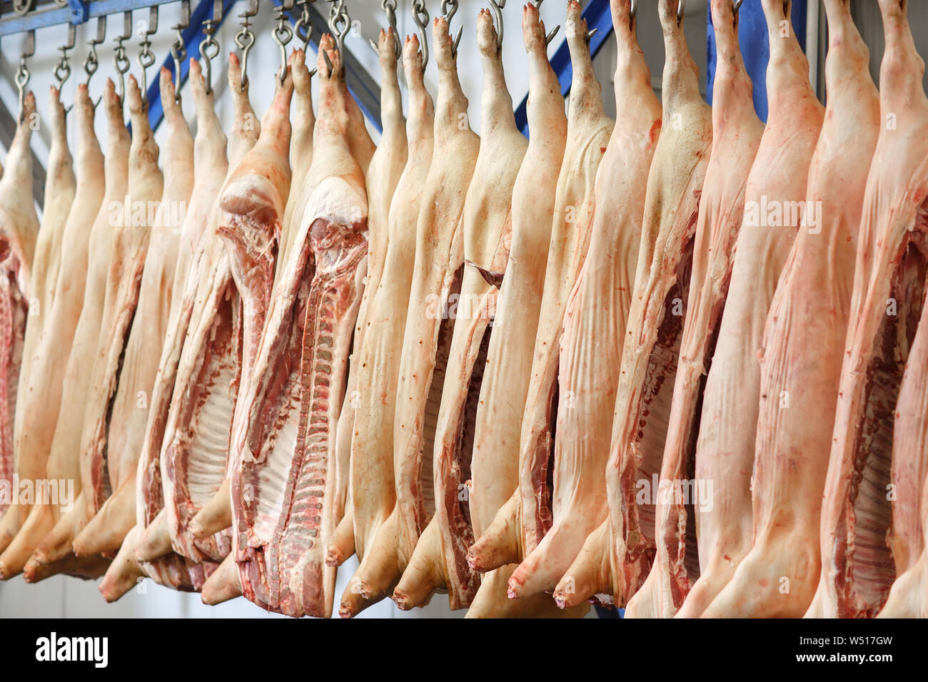Pig carcasses cut in half stored in refrigerator room of food ...