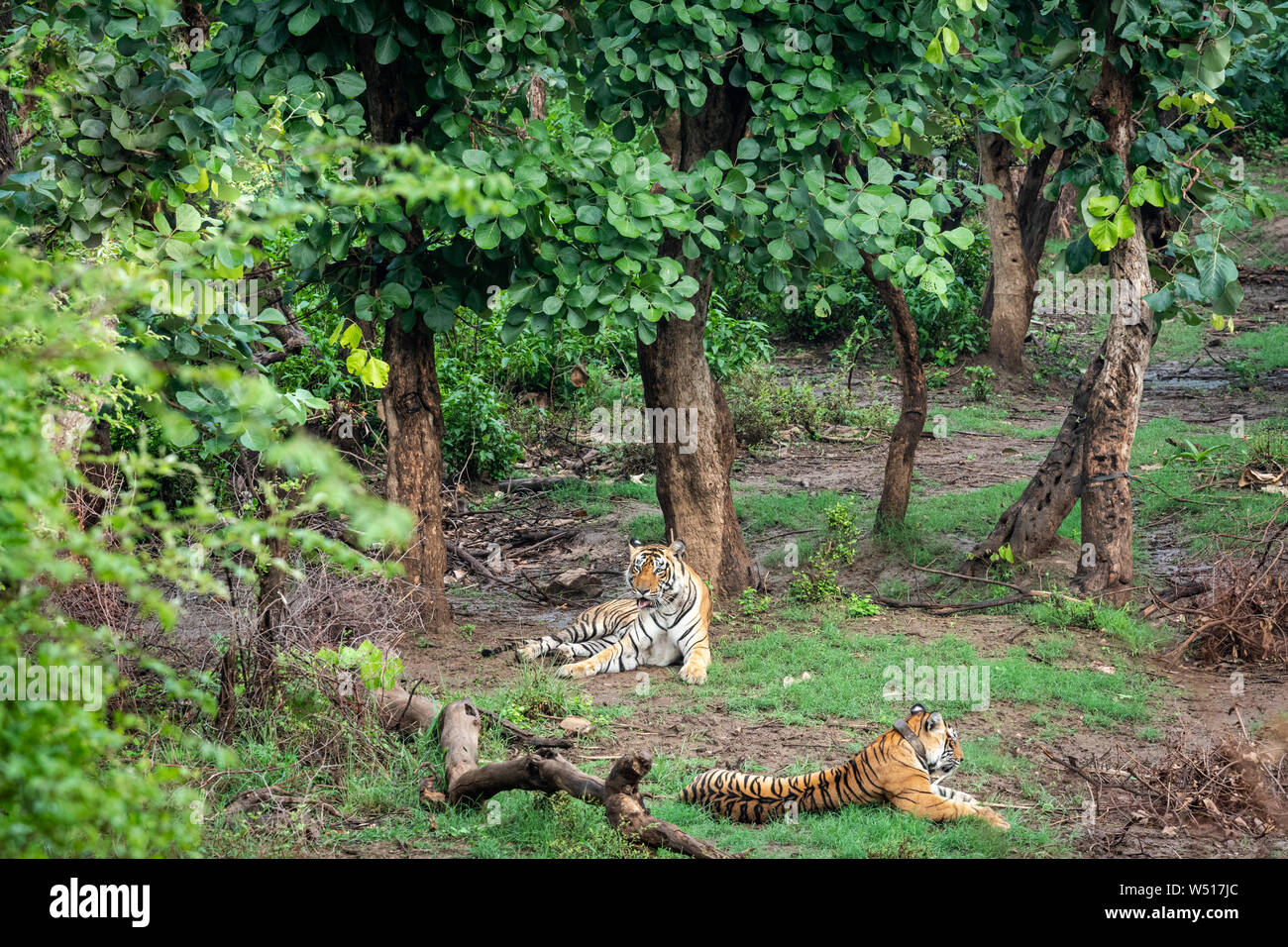 Tigers mating hi-res stock photography and images - Alamy
