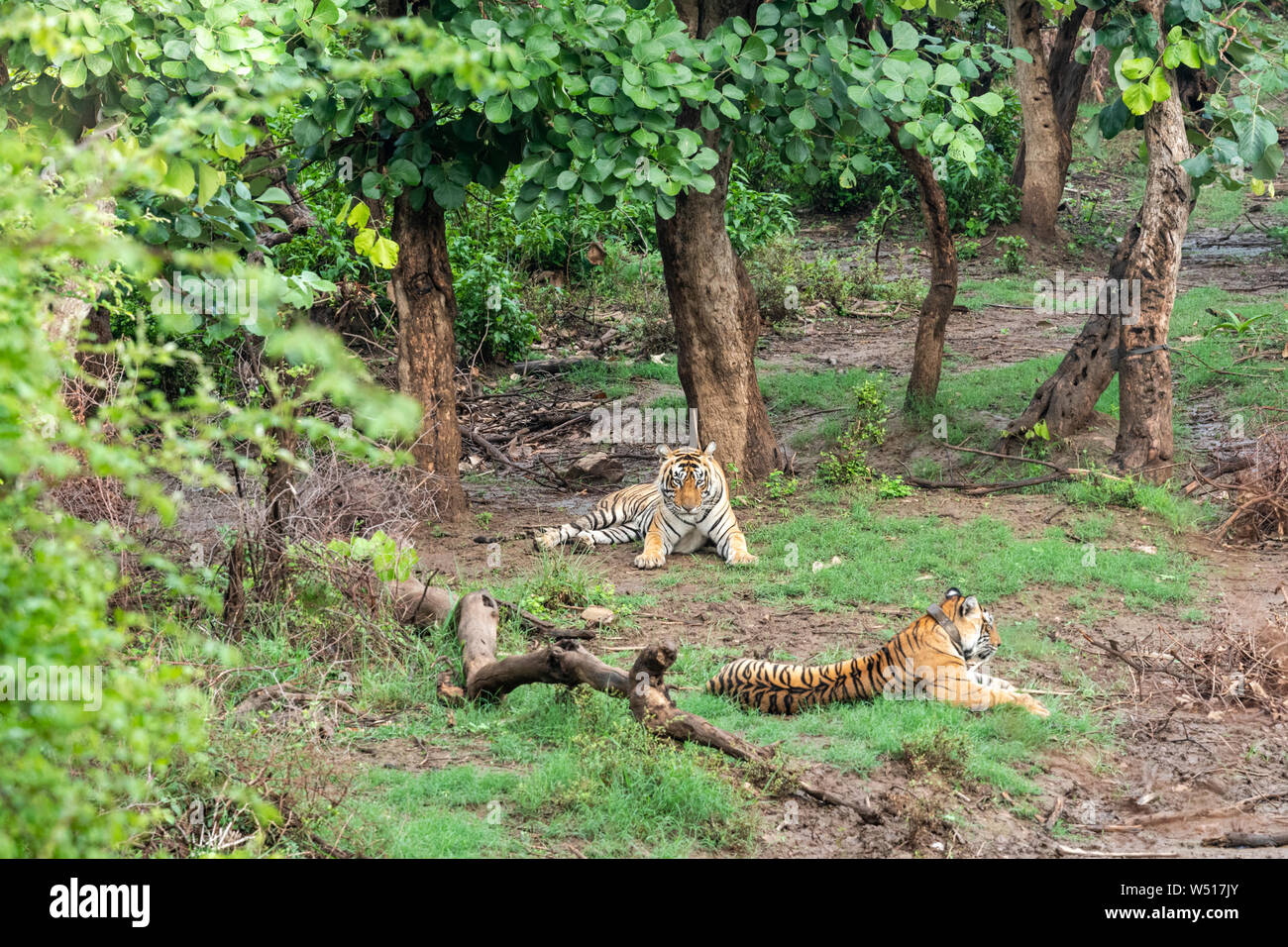 Two Radio or tracking collar bengal tigers or a mating pair in ...