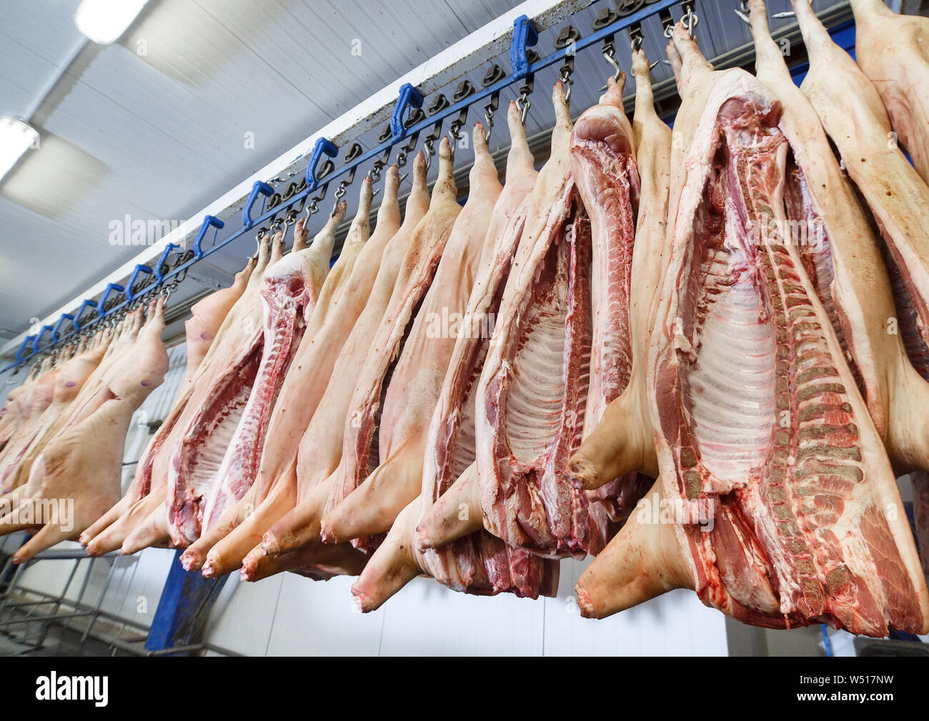 Pig carcasses cut in half stored in refrigerator room of food ...